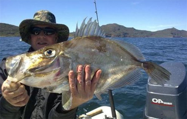 달고기과 Family Zeidae(Dories)