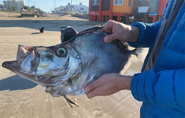 달고기과 Family Zeidae(Dories)