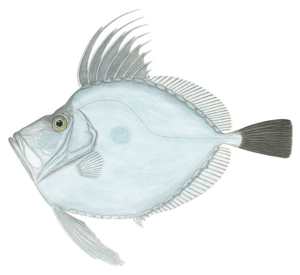 민달고기(Mirror dory). Zenopsis nebulosa