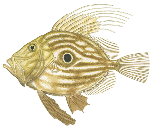 달고기(John dory).Zeus faber