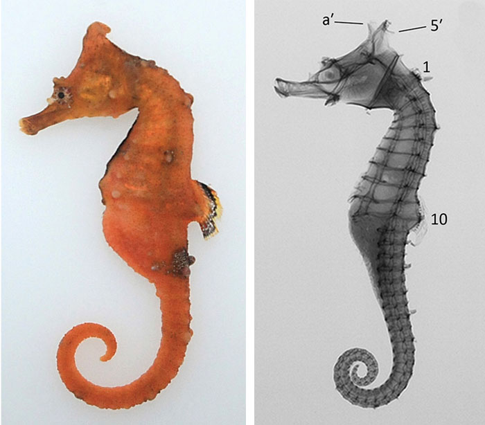 해마(Korean seahorse). Hippocampus haema