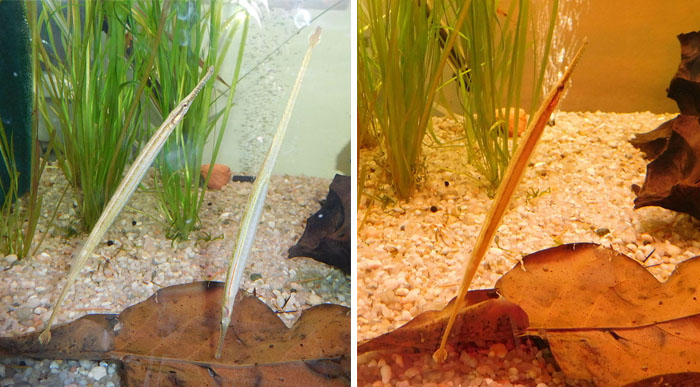 짧은꼬리실고기(Short-tailed pipefish). Microphis brachyurus(Bleeker, 1854)