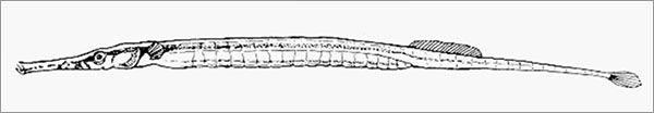 짧은꼬리실고기(Short-tailed pipefish). Microphis brachyurus(Bleeker, 1854)