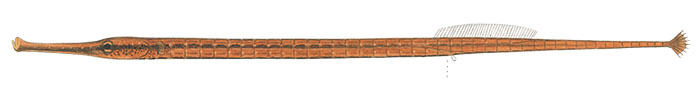 짧은꼬리실고기(Short-tailed pipefish). Microphis brachyurus(Bleeker, 1854)