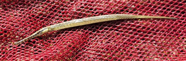 짧은꼬리실고기(Short-tailed pipefish). Microphis brachyurus(Bleeker, 1854)