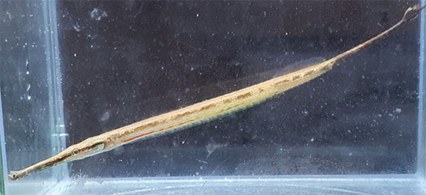 짧은꼬리실고기(Short-tailed pipefish). Microphis brachyurus(Bleeker, 1854)