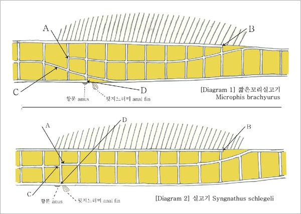 짧은꼬리실고기(Short-tailed pipefish). Microphis brachyurus(Bleeker, 1854)