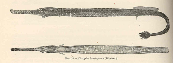 짧은꼬리실고기(Short-tailed pipefish). Microphis brachyurus(Bleeker, 1854)