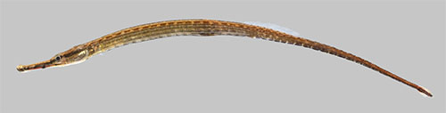 짧은꼬리실고기(Short-tailed pipefish). Microphis brachyurus(Bleeker, 1854)