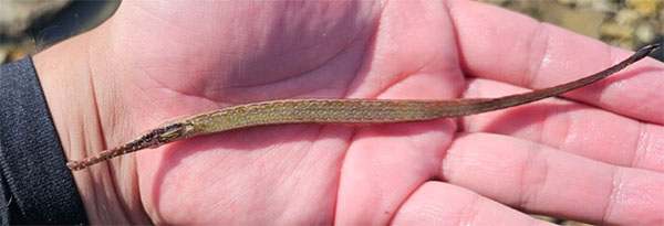 짧은꼬리실고기(Short-tailed pipefish). Microphis brachyurus(Bleeker, 1854)