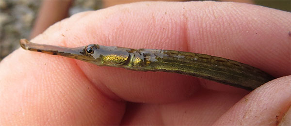 짧은꼬리실고기(Short-tailed pipefish). Microphis brachyurus(Bleeker, 1854)
