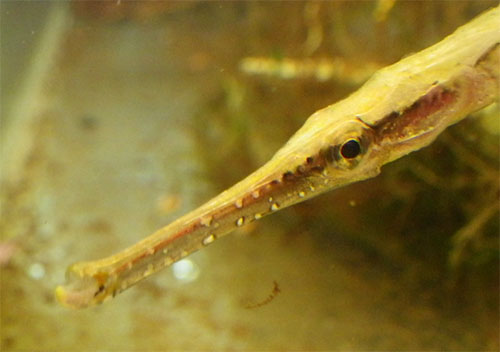 짧은꼬리실고기(Short-tailed pipefish). Microphis brachyurus(Bleeker, 1854)