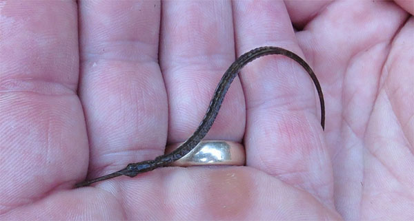 짧은꼬리실고기(Short-tailed pipefish). Microphis brachyurus(Bleeker, 1854)