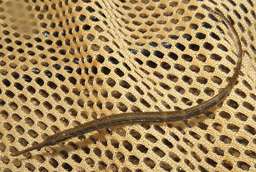 짧은꼬리실고기(Short-tailed pipefish). Microphis brachyurus(Bleeker, 1854)