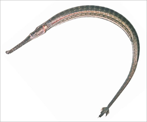 짧은꼬리실고기(Short-tailed pipefish). Microphis brachyurus(Bleeker, 1854)