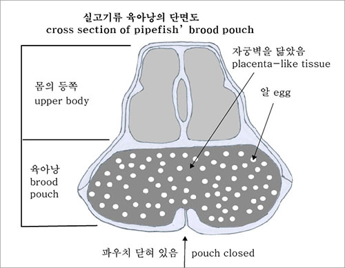 짧은꼬리실고기(Short-tailed pipefish). Microphis brachyurus(Bleeker, 1854)