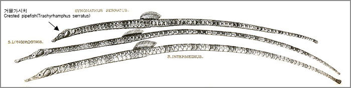 거물가시치(Crested pipefish). Trachyrhamphus serratus