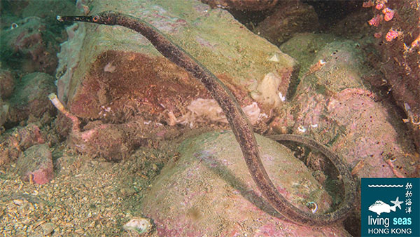 거물가시치(Crested pipefish). Trachyrhamphus serratus