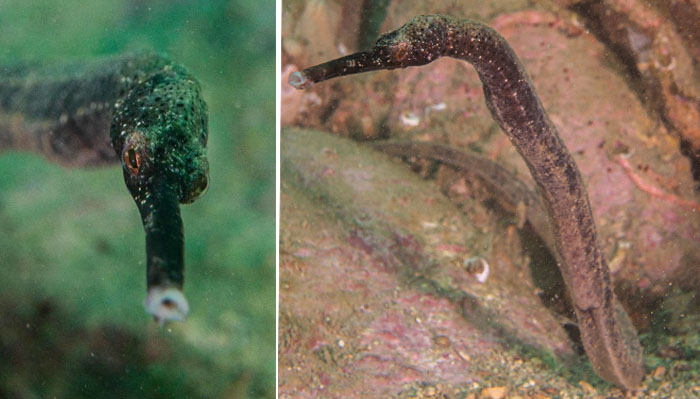 거물가시치(Crested pipefish). Trachyrhamphus serratus