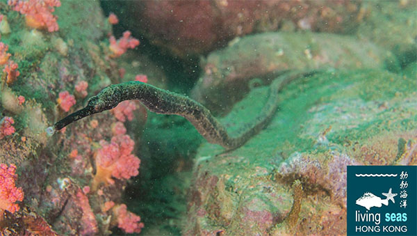 거물가시치(Crested pipefish). Trachyrhamphus serratus