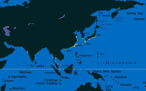 거물가시치(Crested pipefish). Trachyrhamphus serratus