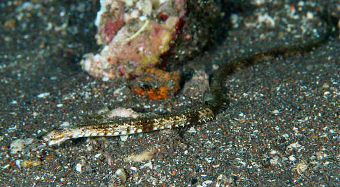 거물가시치(Crested pipefish). Trachyrhamphus serratus