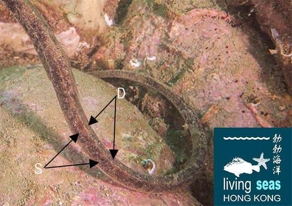 거물가시치(Crested pipefish). Trachyrhamphus serratus