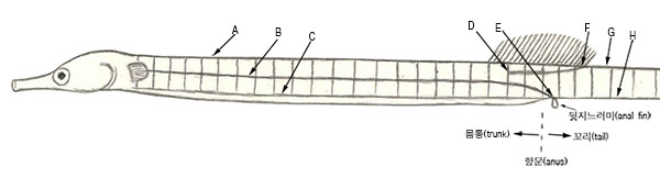 거물가시치(Crested pipefish). Trachyrhamphus serratus