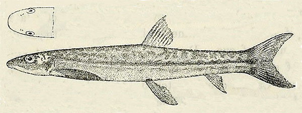 압치목(Gonorynchiformes; milkfishes)