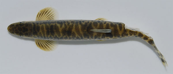 압치목(Gonorynchiformes; milkfishes)