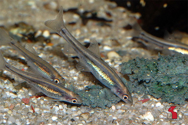 압치목(Gonorynchiformes; milkfishes)