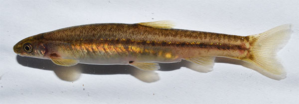 압치목(Gonorynchiformes; milkfishes)