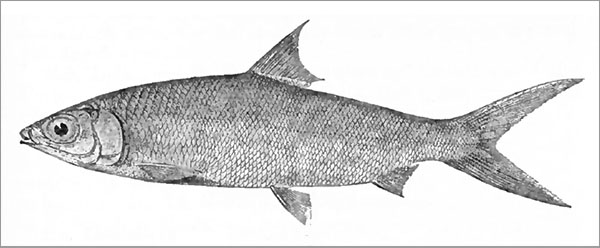 압치목(Gonorynchiformes; milkfishes)