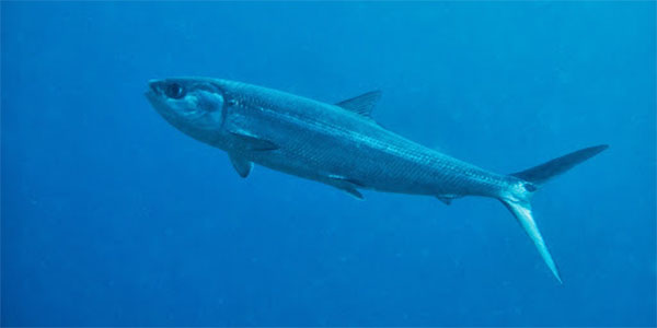 압치목(Gonorynchiformes; milkfishes)