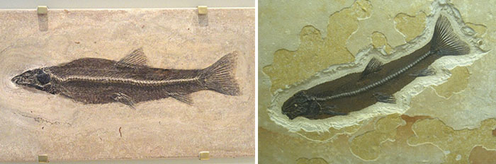 압치과 Family Gonorynchidae(beaked sandﬁshes)