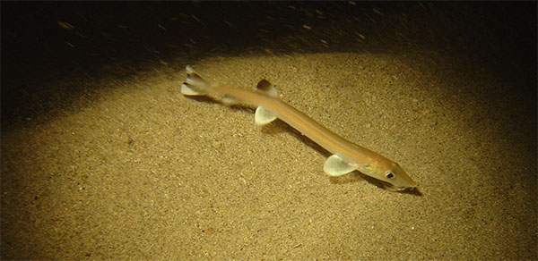 압치과 Family Gonorynchidae(beaked sandﬁshes)