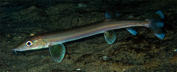 압치과 Family Gonorynchidae(beaked sandﬁshes)