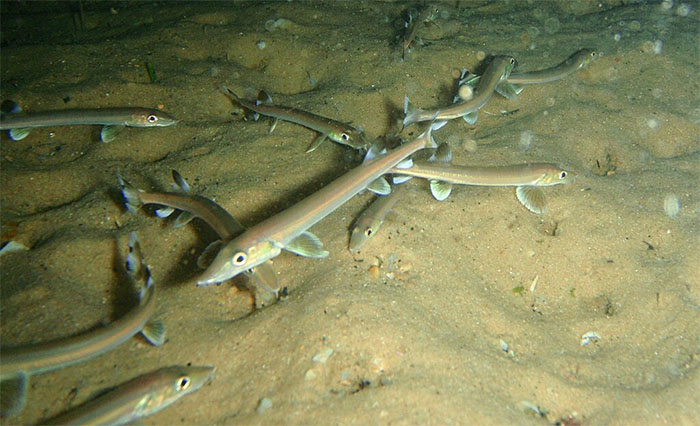 압치과 Family Gonorynchidae(beaked sandﬁshes)