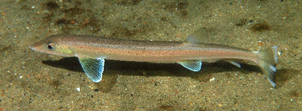 압치과 Family Gonorynchidae(beaked sandﬁshes)