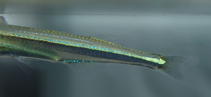 밀멸과 Family Atherionidae(Pricklenose silversides)