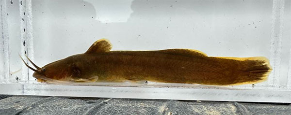 금강자가사리(Geumgang torrent catfish). Liobagrus geumgangensis