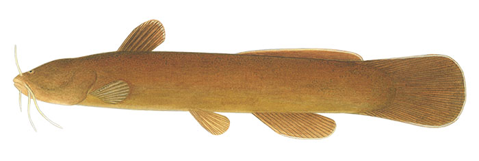 금강자가사리(Geumgang torrent catfish). Liobagrus geumgangensis