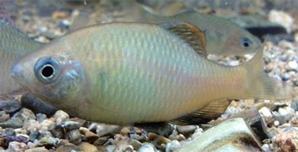 낙동납자루(Broad-margined Bitterling(Tanakia latimarginata) ). Tanakia ...