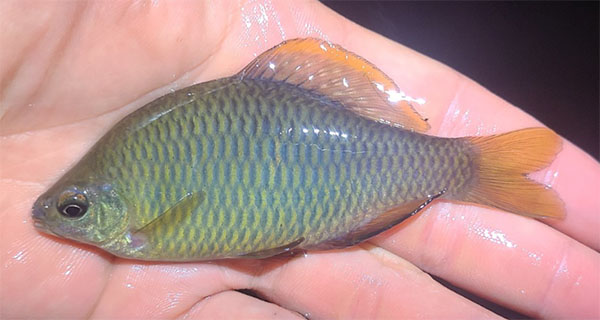 낙동납자루(Broad-margined Bitterling(Tanakia latimarginata) ). Tanakia ...