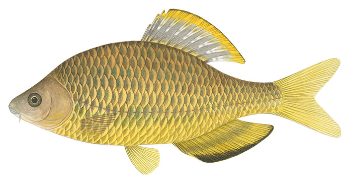 낙동납자루(Broad-margined Bitterling(Tanakia latimarginata) ). Tanakia ...