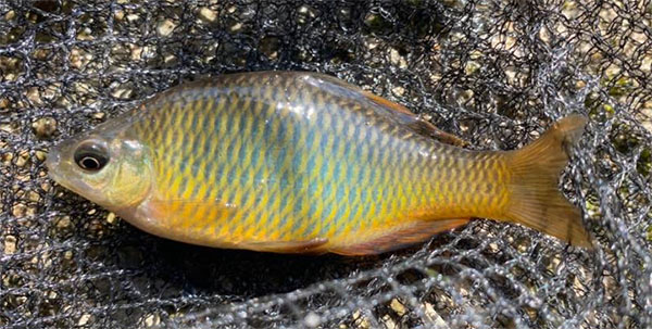 낙동납자루(Broad-margined Bitterling(Tanakia latimarginata) ). Tanakia ...