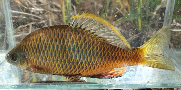 낙동납자루(Broad-margined Bitterling(Tanakia latimarginata) ). Tanakia ...