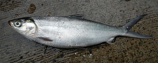 갯농어(Milkfish). Chanos chanos