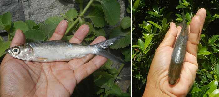 갯농어(Milkfish). Chanos chanos