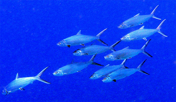 갯농어(Milkfish). Chanos chanos